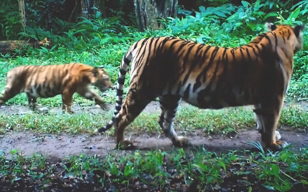 Thailand credits prey releases for 'extraordinary' tiger recovery ...